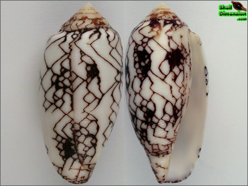 Conus (Darioconus) aulicus - CONIDAE - Shell Dimension.com