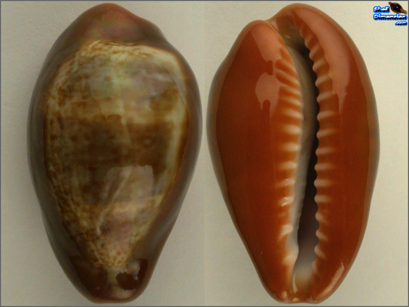 Cypraea (Zonaria) pyrum nigromarginata - CYPRAEIDAE - Shell Dimension.com